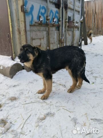 Марс на охрану и для души