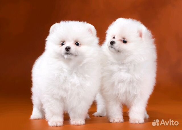 Мальчишки померашки