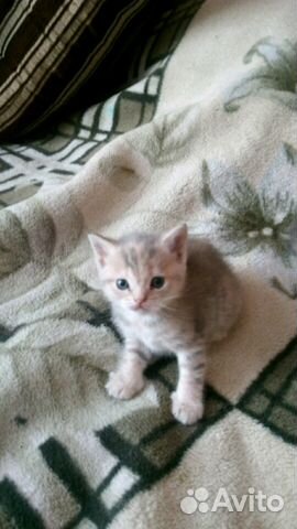 Шотландские котята