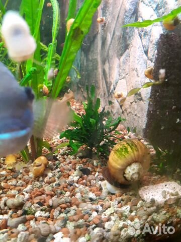 Улитки желтой ампулярии