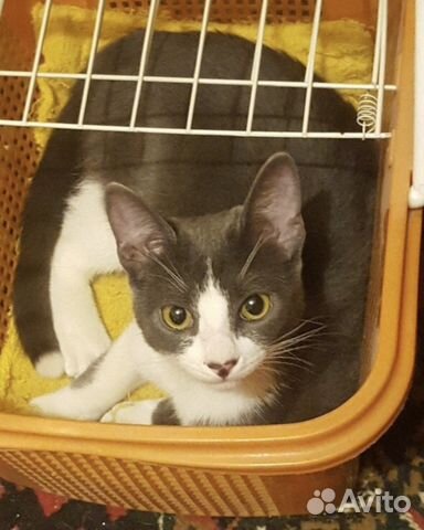 Серая кошечка Элли