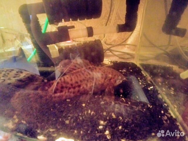 Сом таракатум самка