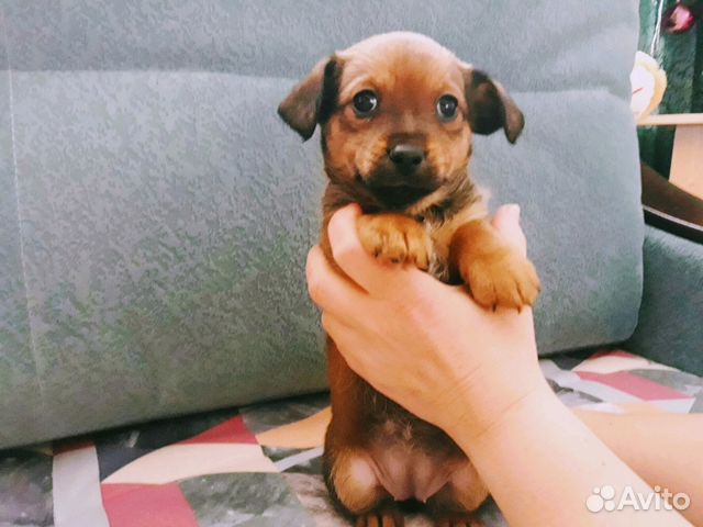 Чудесные щенки той терьера