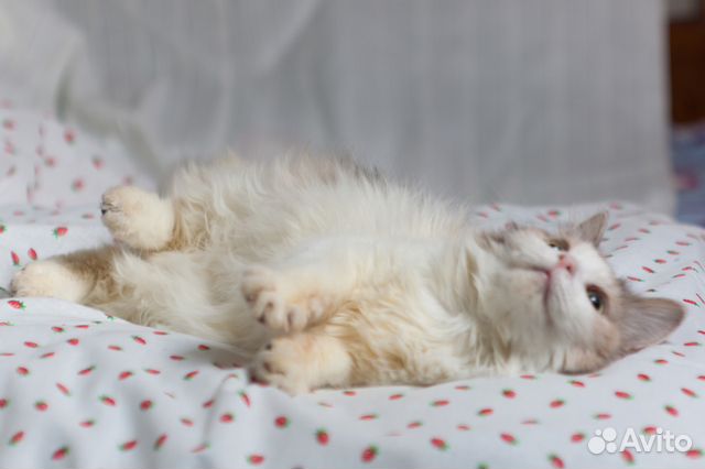 Персидской метис