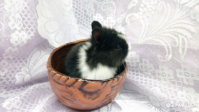 Карликовая девочка, мини