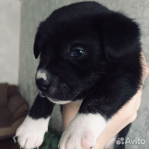 Помесь Джек Рассела и дворняжки