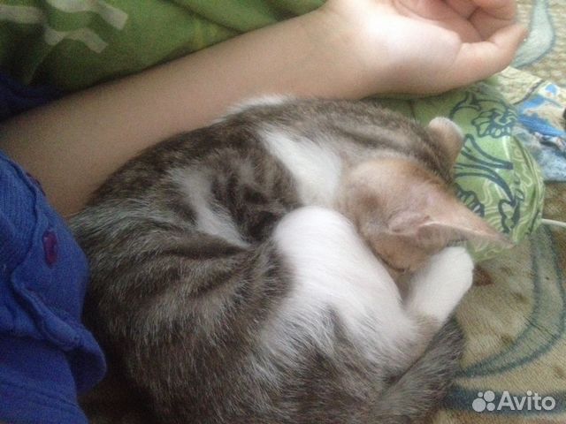 Милый котёнок в добрый руки