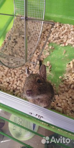 Отдам белку дегу в добрые руки
