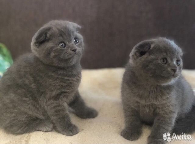 Мимимишные котята