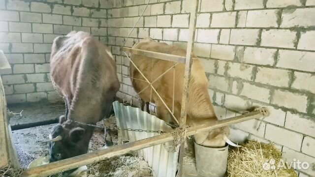 Коровы и телки