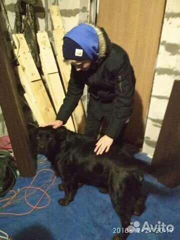 Отдам собаку даром