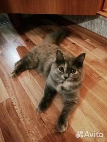 Кошечка, полубританка