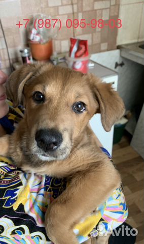 Помесь Лабрадора (лабрадор, сторожевая)