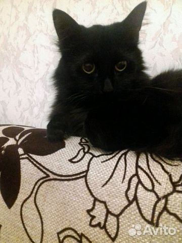 Мухтар (Муха)
