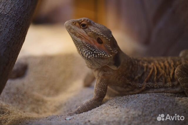 Бородатая агама с террариумом