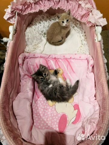 Котята 2мес, мальчик рыжий и девочка трехцветка