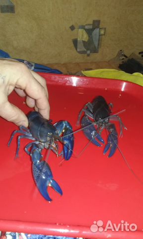 Австралийский рак Ябби