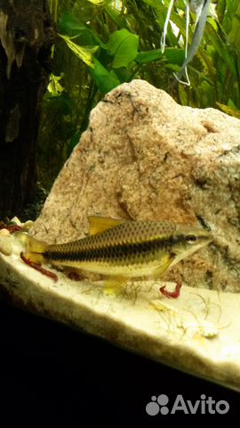 Сиамский водорослеед (SAE) 7 см