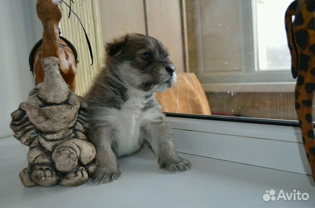 А я жду маму