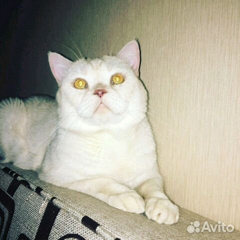 Кот ищет подружку