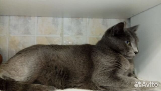 Кошка русская голубая