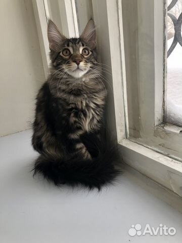 Лучший подарочек-мейн-кун