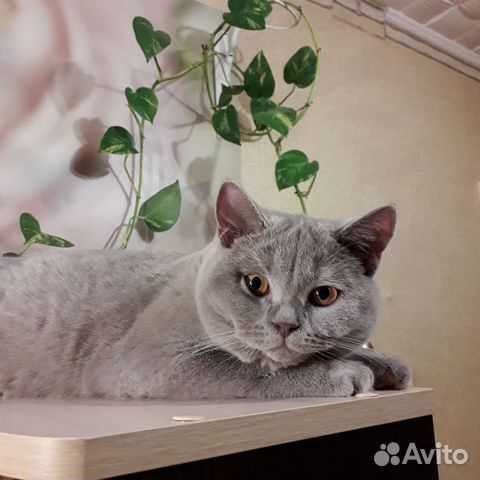 Лиловая британка