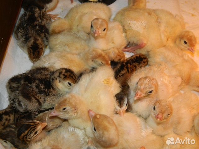 Породистые цыплята индюшата