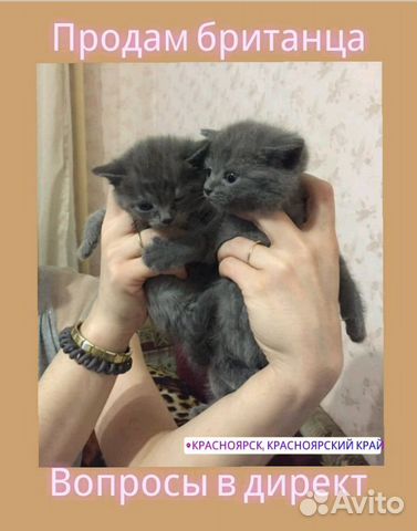 Продам Британца