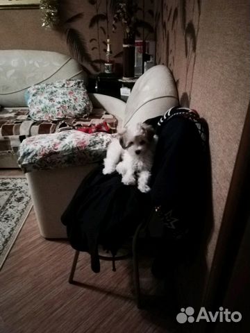 Щенок китайской хохлатой