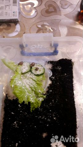 Улитята Ахатины