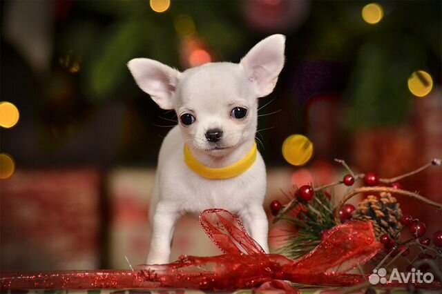 Прелестная девочка чихуахуа. Щенки чихуахуа