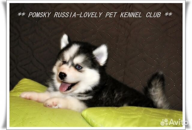 Помски мальчик № 1 голубоглдазый