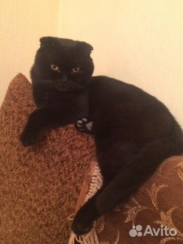 Кот на вязку