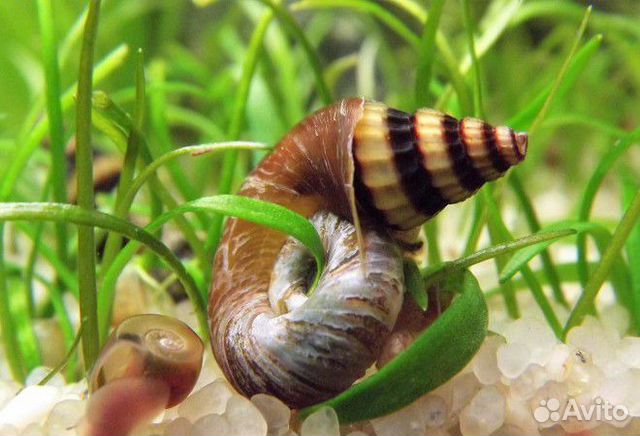 Улитка Хелена