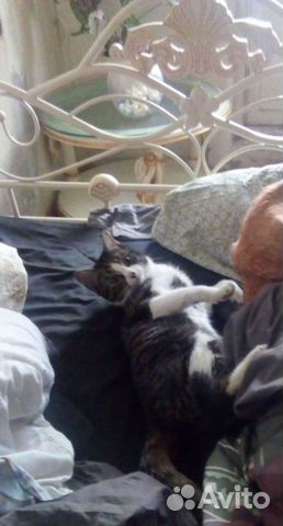 Кот Жулик, приносящий удачу и радость, в дар