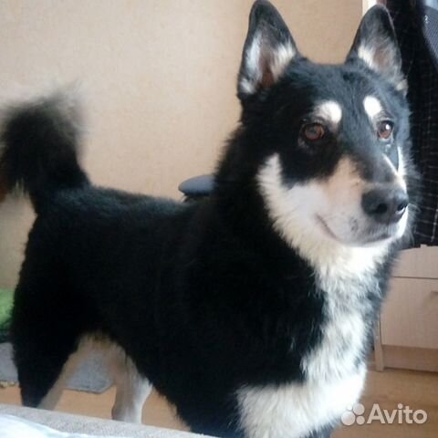 Найден черно-белый кобель метис лайки или хаски