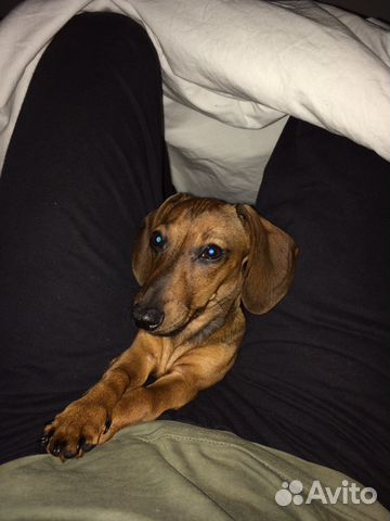 Такса карликовая/кроличья вязка