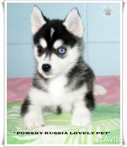 Помски мини хаски