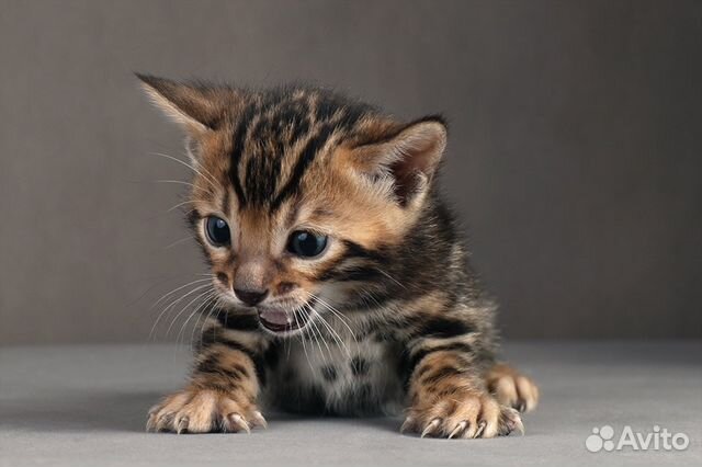 Котята бенгалы