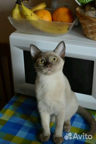 Шоколадный парень