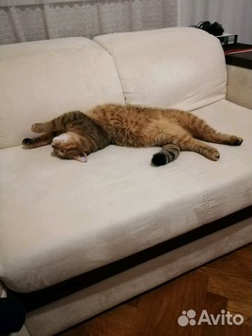 Скотиш страйт