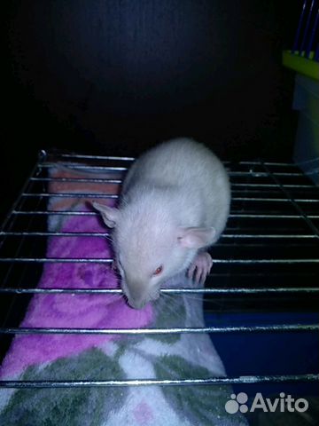 Крысята Сиам дамбо