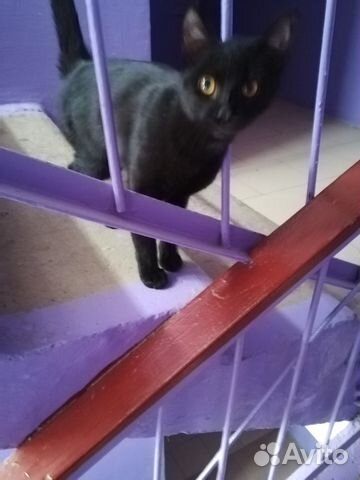 Возьмите подкидыша