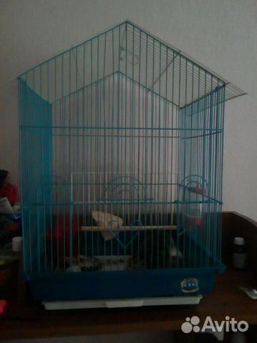 Декоративные крысы