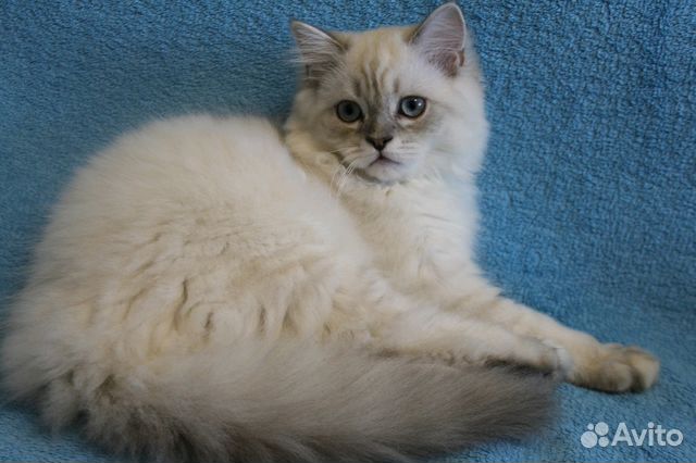 Продаётся шотландский котик