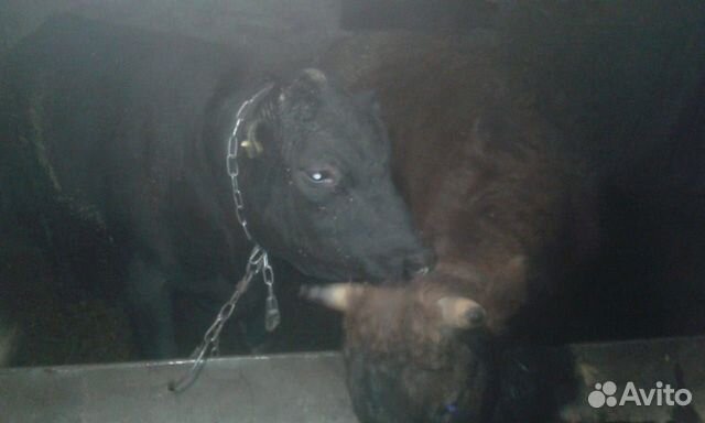 Продается бык абердино Ангус