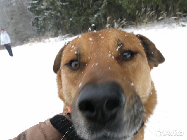 Фаер - "пес-огонь" ждет своего Человека и друга