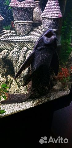 Акваримный сом