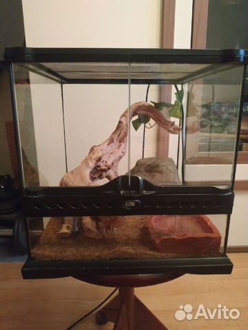 Террариум с эублефаром